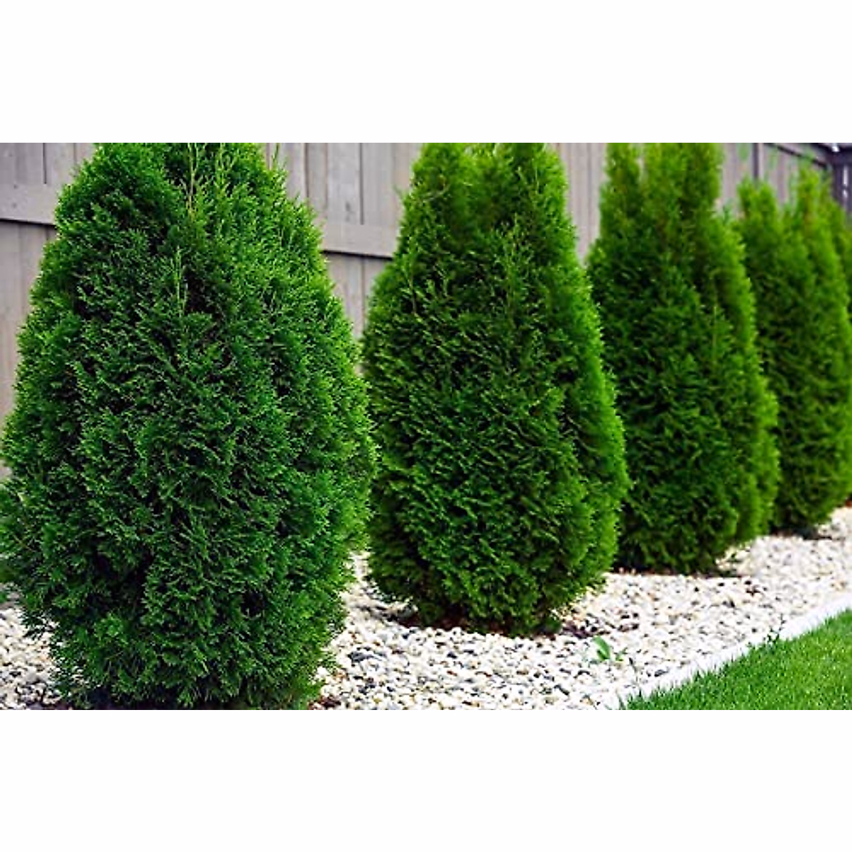 Arborvitae Emerald Green | 3 Live Gallon Size Trees | Thuja ...