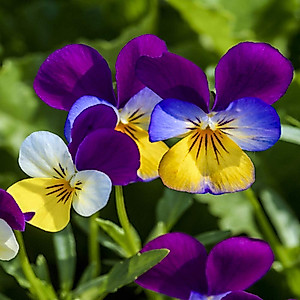 Outsidepride Viola Johnny Jump Up Wild Flowers & Ground Cover Plants - 5000 Seeds
