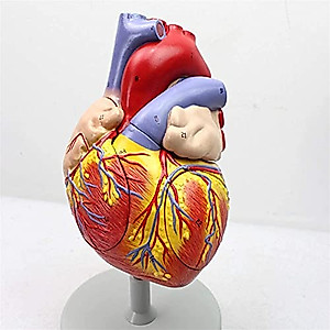 VEKETE Educational Model Enlarged Version of Human Heart Anatomical Model, Medical Teaching Heart, Suitable for Human Internal Organs Anatomy Science Classroom Research Tea