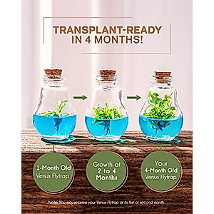 Venus Fly Trap, Grow Your Own Venus Flytrap in a 100% Self Sustaining Glass Terrarium, Maintenance Free, Easy to Grow, Healthy Growth Guarantee
