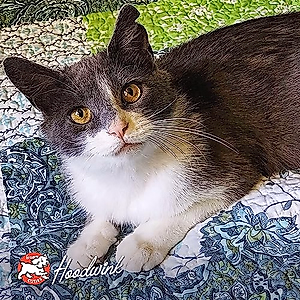 Fromm Four-Star Nutritionals Salmon Tunachovy Cat Food - Premium Dry Cat Food - Salmon Recipe - 10 lb