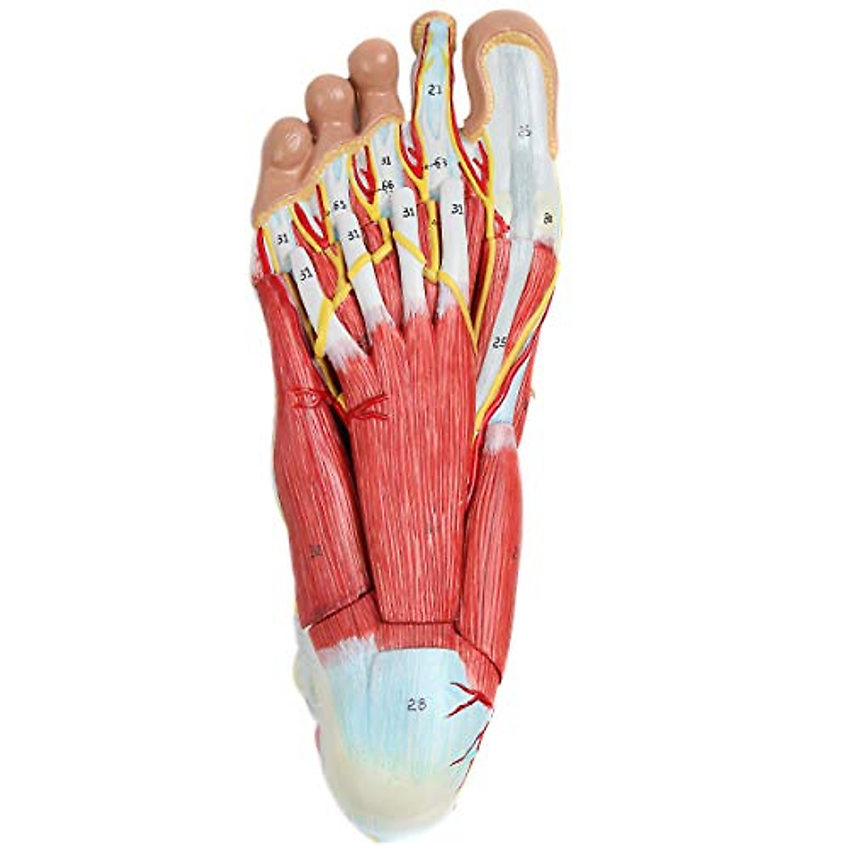Axis Scientific Anatomy Model of Foot with Muscles, Ligaments, Nerves and Arteries, 9 Removable and Numbered Parts Show Internal Foot Detail and Structure, Study Guide