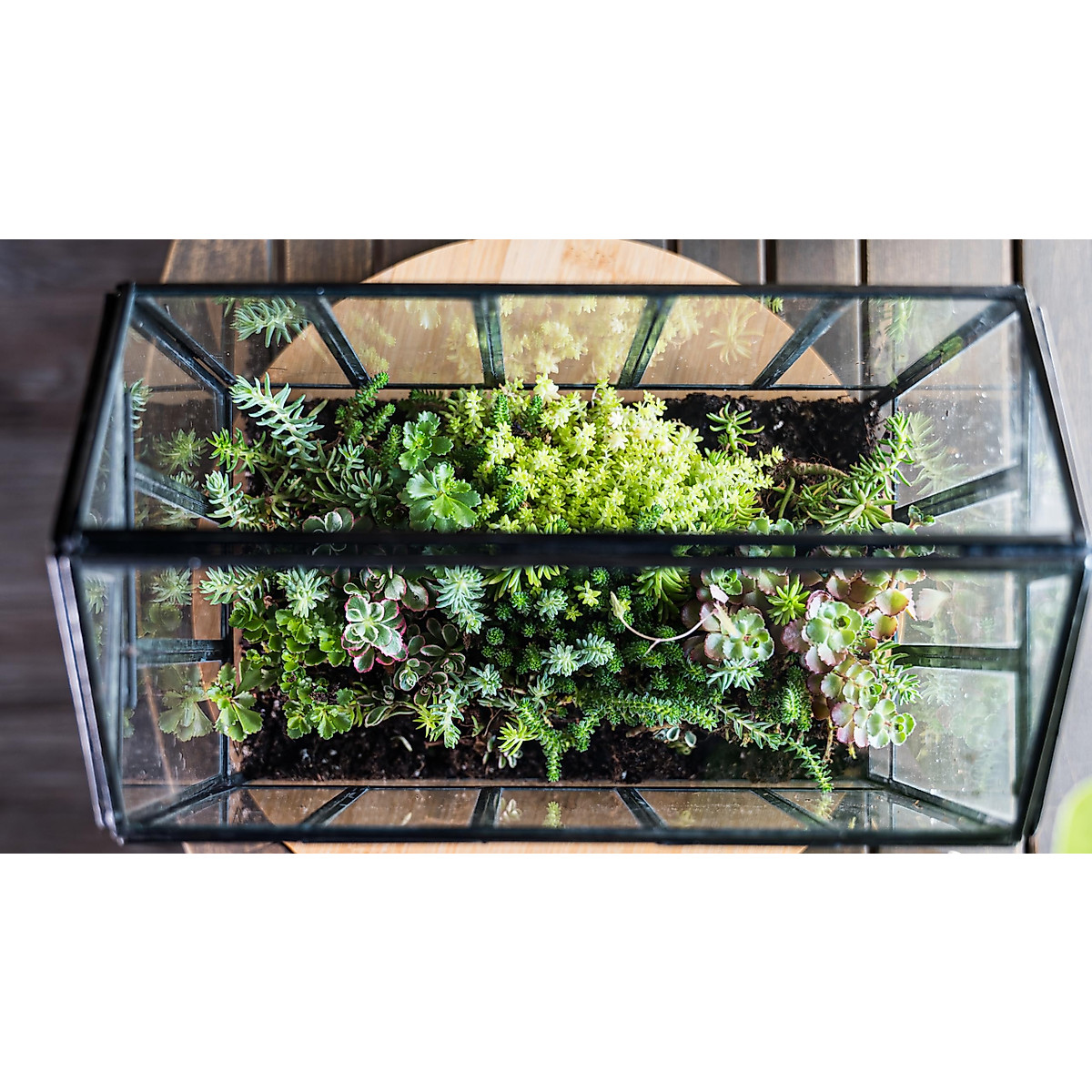 Urban Born Large Indoor Greenhouse Shape Terrarium — 10" x 6" x 10" (Black)