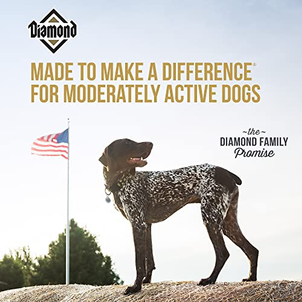Diamond PREMIUM RECIPE Maintenance Complete and Balanced Dry Dog Food for a Moderately Active Dog, 40lb