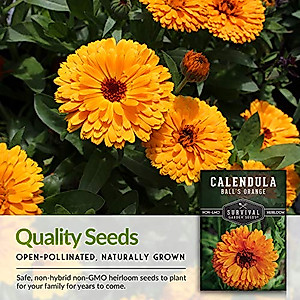 Survival Garden Seeds - Ball's Orange Calendula Seed for Planting - Packet with Instructions to Plant and Grow Medicinal Herb Plants in Your Home Vegetable Garden - Non-GMO Heirloom Variety