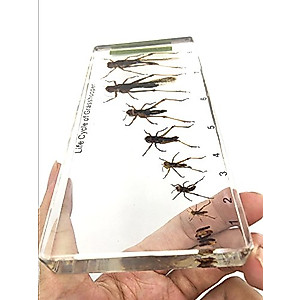 Lifecycle of a Locust（Grasshoppeer） Paperweights Specimen for Science Education Paperweight for Book for Office for Desk