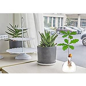 Acorn Sprouting Seed Starter Planter Vase Terrariums Pot Acorn Tree Growing Kit Deco Glass Bulb Propagation Vases Grow Acorn Trees at Home Acorn Tree Growing Kit Unusual Gardening Gifts for Her Him