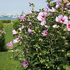 Aphrodite Hibiscus - Rose of Sharon - Althea Shrub -3pack - TriStar Plants - Summer Blooms, Attracts Pollinators, Fast Growing Trees