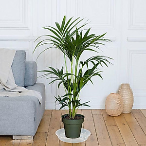 Afrine 2 Pack Plant Saucer Drip Tray 12 inch, Heavy Sturdy Plastic Planter Flower Pot Saucers for Indoor Outdoor Garden, Plant Water Drip Trays for pots (12" 2Pack, Clear)