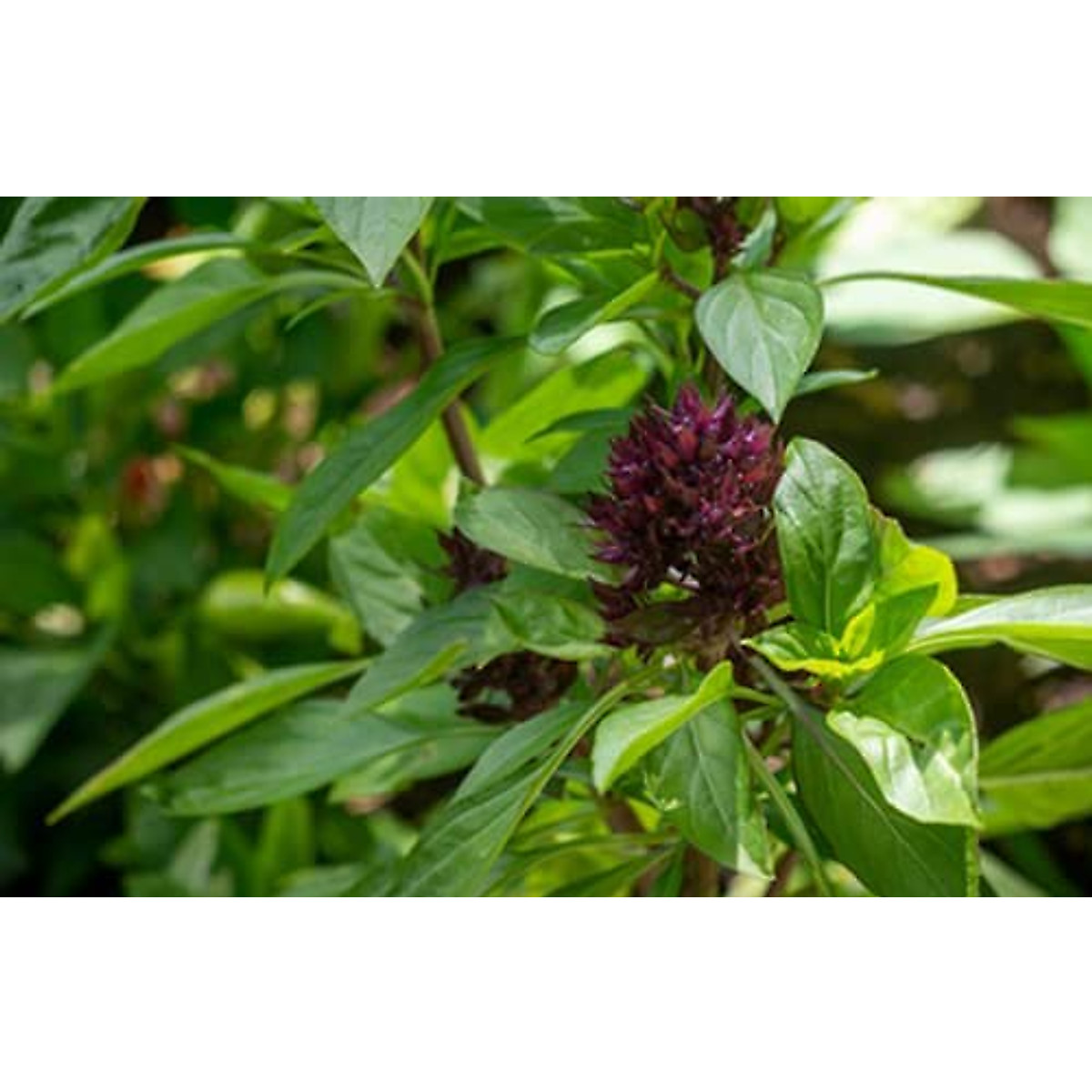 Basil Seeds for Planting 9 Variety Pack, Thai Basil Seeds, Dwarf Greek, Genovese, Italian, Lemon, Licorice, Red Rubin, Sweet Basil Seeds, Cinnamon