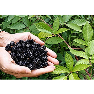 BlackBerry - Chester - THORNLESS - Non-GMO - Good Flavor, Large Berries - 2 Pack - Wrapped in Coco Coir - GreenEase by ENROOT