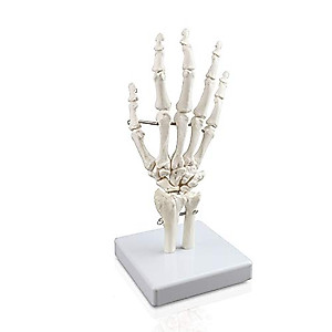Vision Scientific VAJ210 Right Hand Skeleton with Articulated Joints | Shows Ulna and Radius, Portray Natural Movement of Human Hand | Instruction Manual