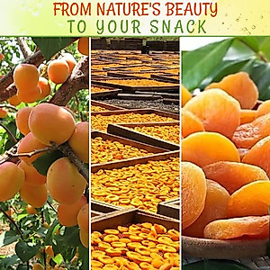 Oh! Nuts Dried Turkish Apricots - 2 LB Bulk | Fresh Dehydrated Natural Apricots, Sundried Unsweetened Dried Fruit for Snacking & Baking | No Sugar Added, All Natural, Non-GMO, Gluten-Free