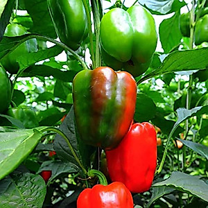 60 Cal Wonder Bell Pepper Seeds for Planting. 1/2 Gram of Seeds Heirloom Non GMO Garden Vegetable Bulk Survival