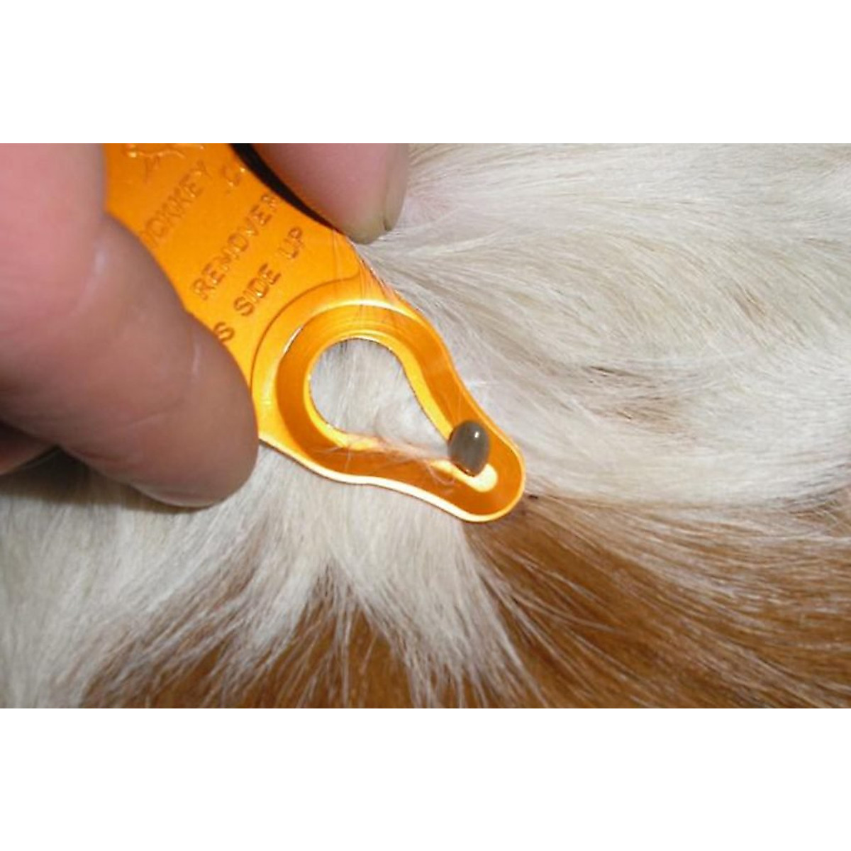 Tick Key pack of 2 Assorted