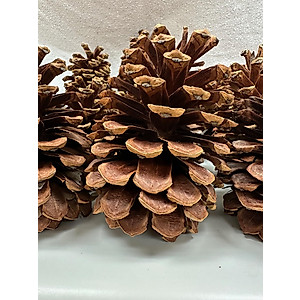 18-Pack Extra-Large (5 to 7 inch) Long Leaf Pine Cones for Decorating Home, Tables, Vase Fillers, Corporate Events, Crafts, Birdfeeders, Natural Pine Cone Holiday Ornaments. (unscented)