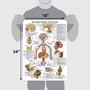 Laminated Endocrine System Anatomical Chart - Endocrine Anatomy Poster (18 x 27)