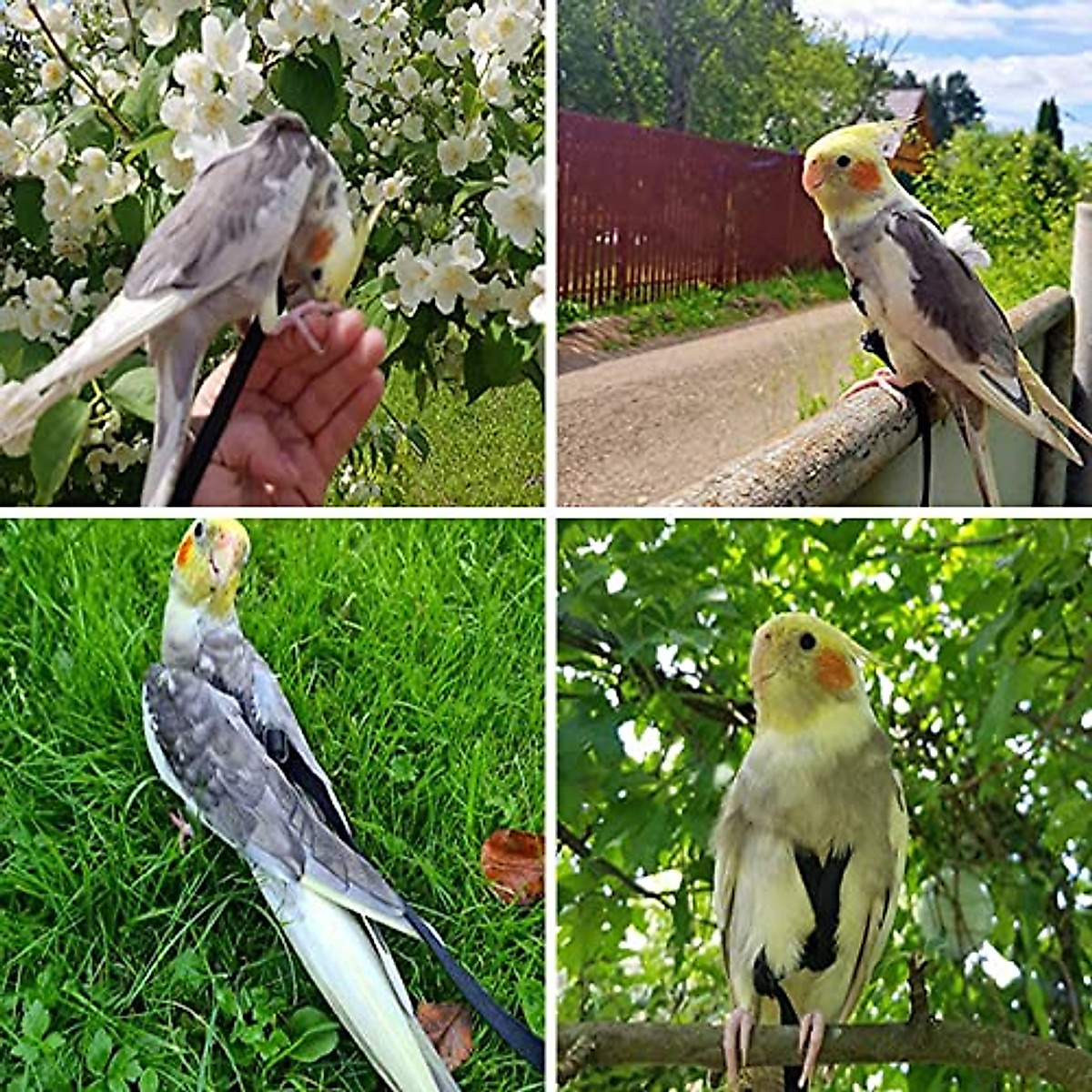 ASOCEA Bird Parrot Harness Leash Adjustable Anti-Bite Flying Training Rope Pet Outdoor Traction Lead for Budgerigar Lovebird Cockatiel Mynah Small Birds - Black