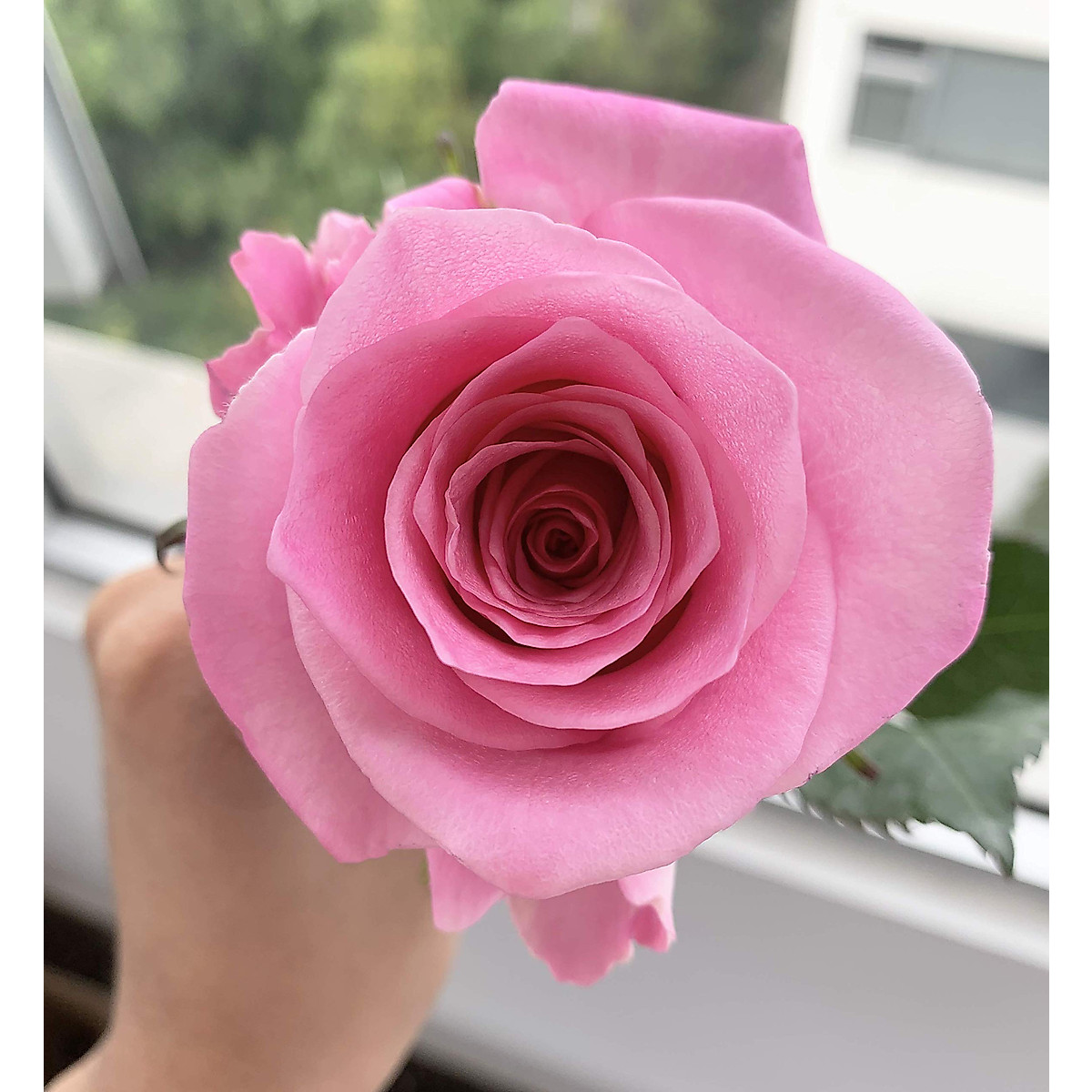 Farm Direct Fresh Pink Roses for Mother's Day | Pink Rose Flower Bouquet of 12 Fresh Roses (Dozen) + Vase Included - Roses for Delivery