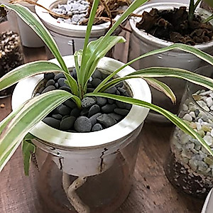 Black Rock, CJGQ 3lb River Rocks Pebbles for Plants Succulents, Decorative Outdoor Landscaping Garden Rocks, Natural Small Mexican Beach Pebbles Aquarium Rocks Gravel for Fish Tanks Vase Yard Decor