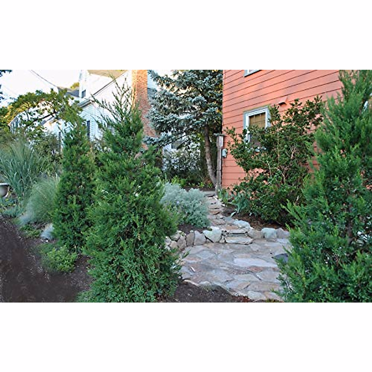Hetzi Juniper | 3 Live Gallon Size Trees | Juniperus Chinensis | Drought Tolerant Cold Hardy Evergreen Privacy Screening Plants