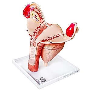 Human Uterus Ovary Urinary Bladder Model On Plexiglass Base, Female Reproductive Organ Model, Female Genital Organ, Shows Uterus, Ovary, Vagina, Uterine Medical Teaching Anatomical Gynecology
