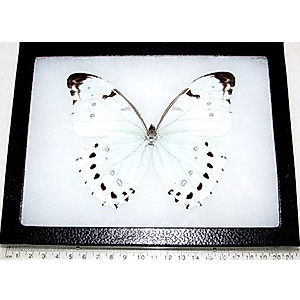 BicBugs Morpho Luna White Black Butterfly Central America Framed Real