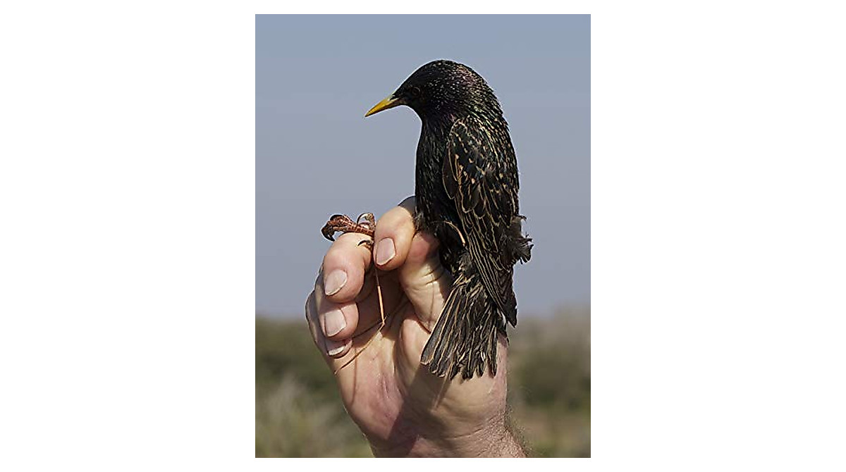 Effective Bird Trap for Sparrows and Starlings | Ravenox Eliminator