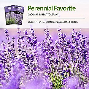 Lavender Seed for Planting - 3 Packets with Instructions to Plant and Grow Edible & Medicinal Lavandula Herbs in Your Home Vegetable Garden - Non-GMO Heirloom Variety - Survival Garden Seeds