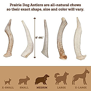 Prairie Dog Pet Products Deer Large Antler Treat, 8-9"