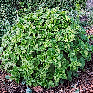 Lemon Balm Seeds - 1 Pound - Herb Seeds, Open Pollinated Seed Attracts Bees, Attracts Butterflies, Attracts Hummingbirds, Attracts Pollinators, Easy to Grow & Maintain, Fragrant, Container Garden