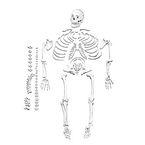 Parco Scientific PB00028, Disarticulated Medical Skeleton Model | Life Size Skeleton | Total 206 Bones | One Hand and Foot are Wired to Highlight Structure | Labeled Diagram and Study Guide Included
