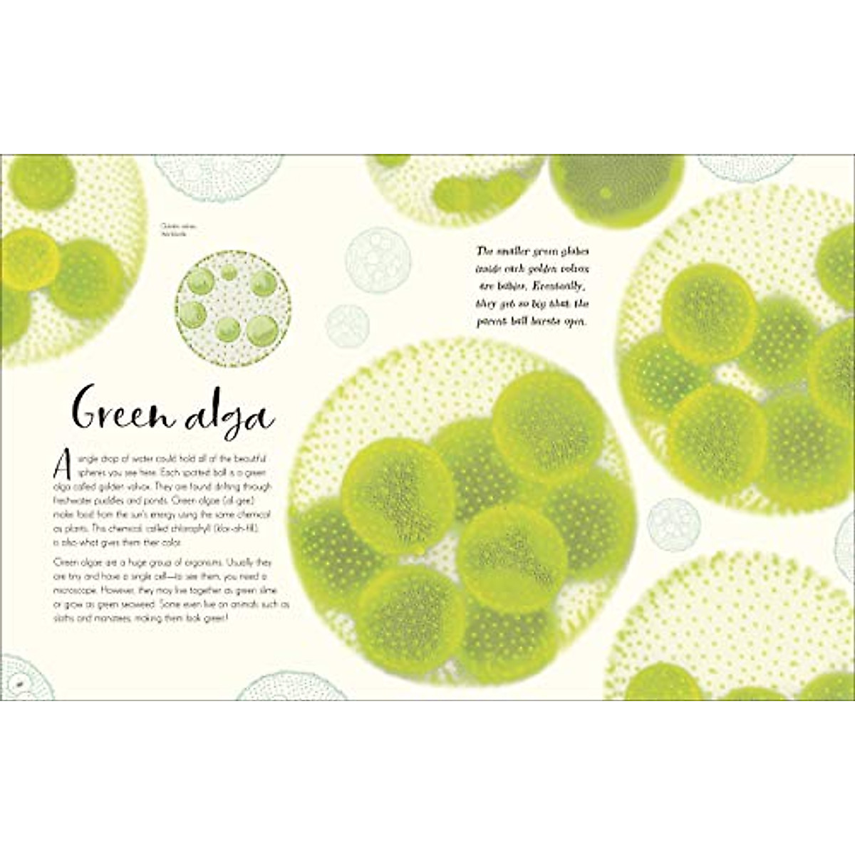 The Wonders of Nature (DK Children's Anthologies)