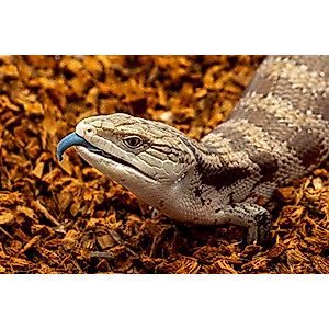 RediChip Coconut Chip Substrate for Reptiles 36 Quart Loose Medium Sized Coconut Husk Chip Reptile Bedding for Snakes, Tortoises, Geckos, Frogs, or Lizard Terrarium Tanks…