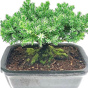 Live Dwarf Juniper Bonsai Tree | Indoor/Outdoor | 100% Handcrafted| Home and Office Décor | Best Gift for Holiday