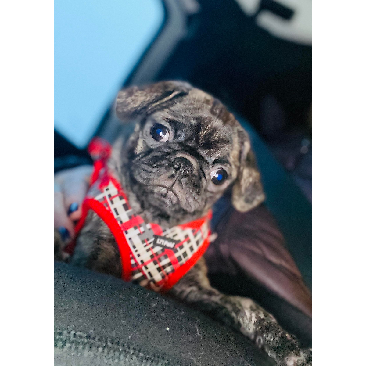 TV's Deli & Diner Best's Dog Chews Sweet Potato Chews for Dogs