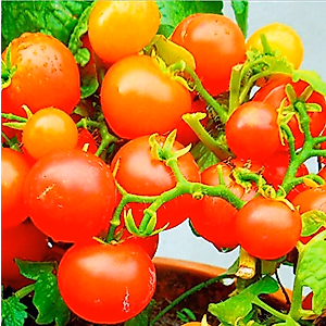 VAACNEE 100 Seeds Indoor Cherry Tomato Dwarf Red and Yellow Tomato Rare Vegetable Heirloom Seeds