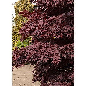 Japanese Bloodgood Maple - 1 Gallon Established Roots - Acer Palmatum, Fast Growing Trees, Easy Care, Bonsai, Shade Garden, Zen Garden