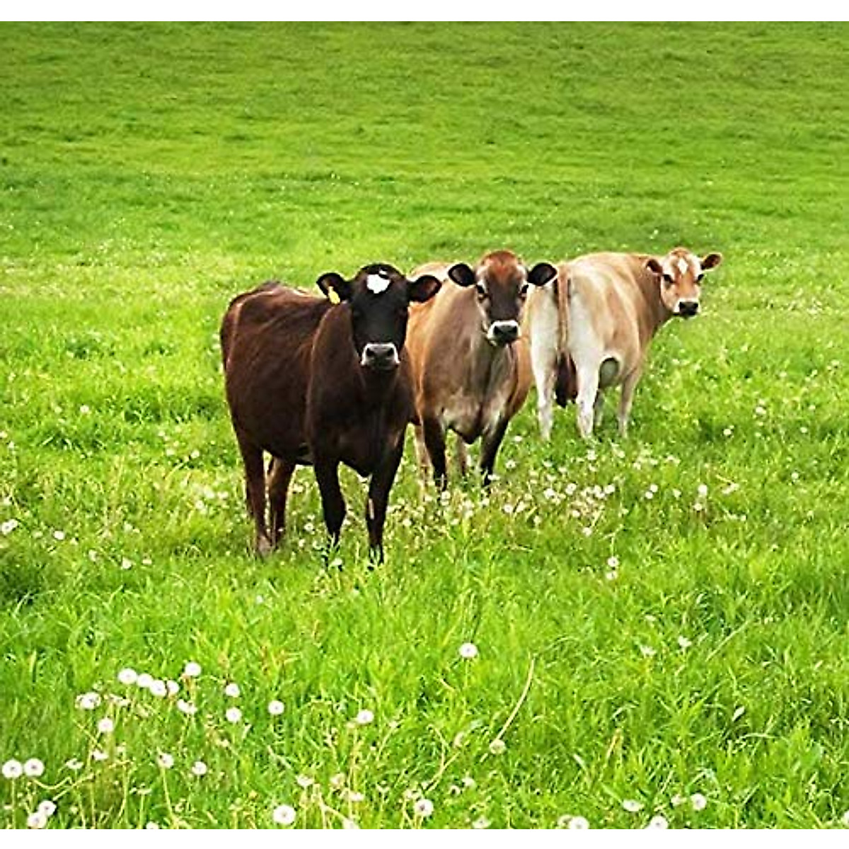 Maple Hill Crea mery, 100% Grass Fed Kefir, Plain, Organic 32 Ounce