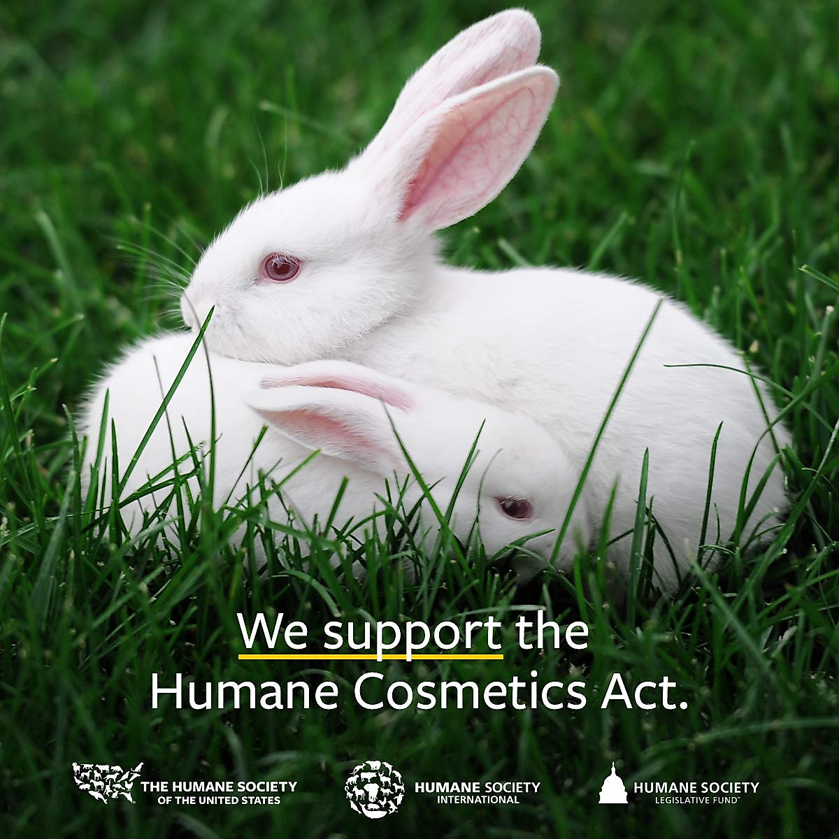 US Organic Banana Fragrance Oil_Oil Soluble_USDA Certified Organic_for Candle, Soap Making, Shampoo, Conditioner, Body Oil, Body Butter, Craft, DIY Projects, and Small Businesses_2 fl oz