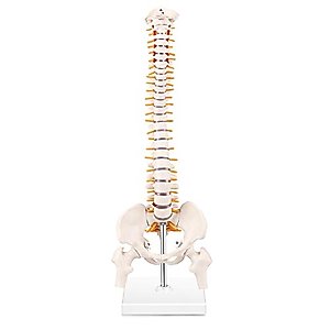 LYOU Miniature Spine Anatomy Model, 15.5" Mini Vertebral Column Model with Spinal Nerves, Pelvis, Femur, Mounted On a Base