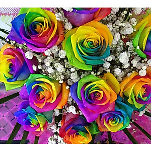 SeedCoast Rainbow Rose Seeds for Planting - Rare Rose Bushes Ready to Plant Outdoor Home Garden - Heirloom Perennial Climbing Rose Flower Bulk of 100 Seeds