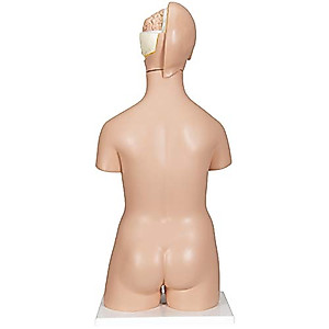 3B Scientific B32 Deluxe Dual-Sex Torso 20-part - 3B Smart Anatomy