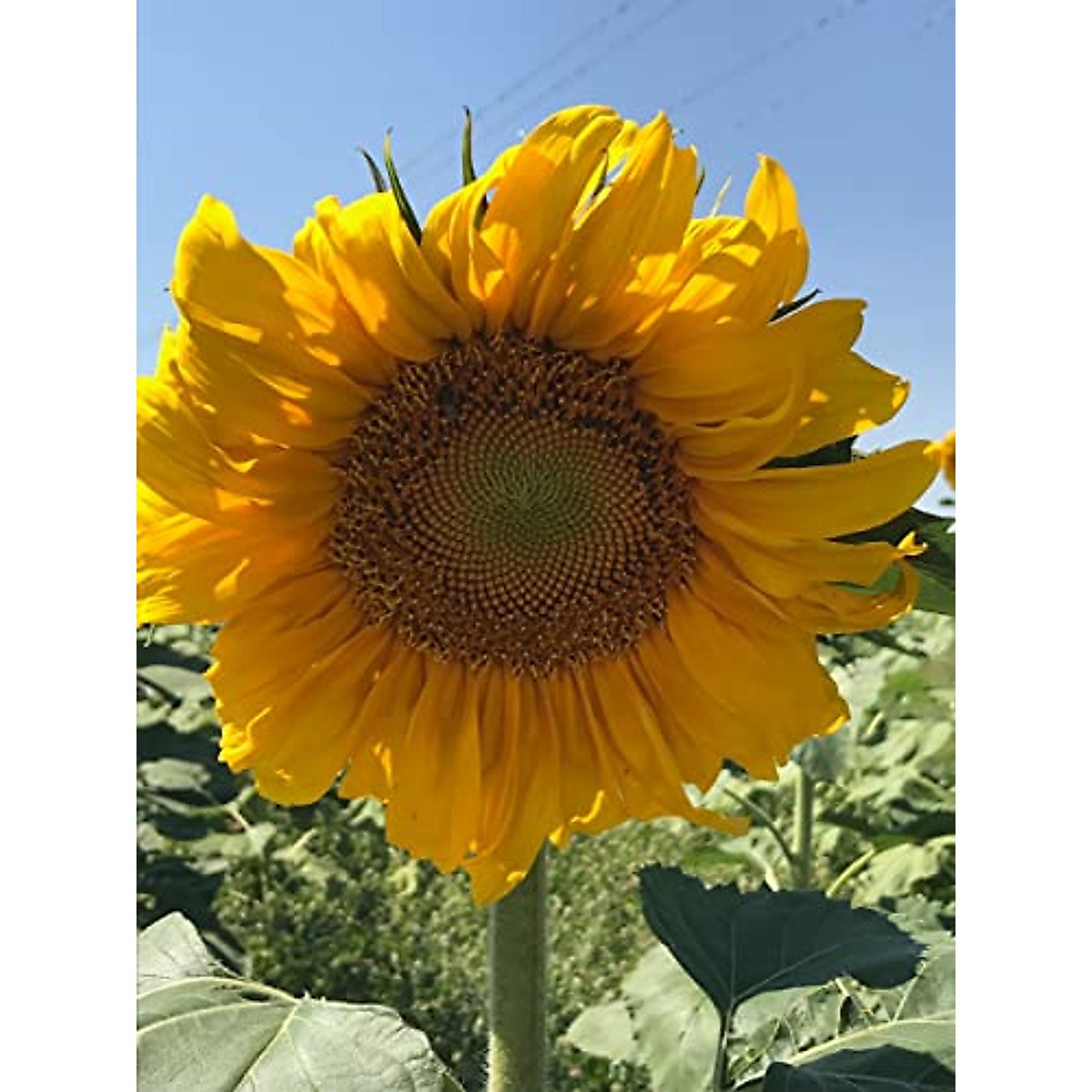 KNWBLE GRWN from Field to Feeder Wild Bird Black Oil Sunflower Seed Bird Food - 25 lbs