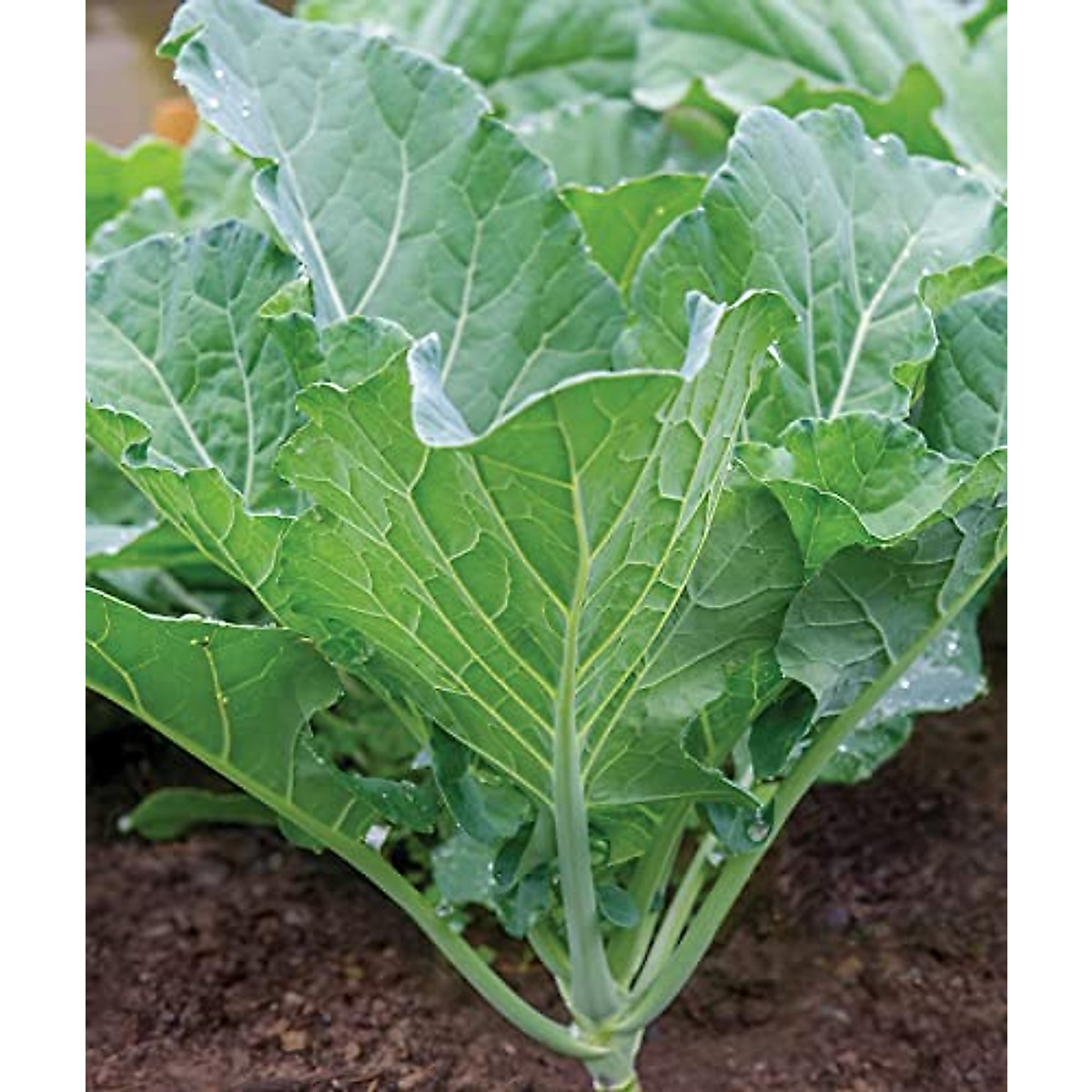 Burpee Georgia Collards Seeds 2000 seeds