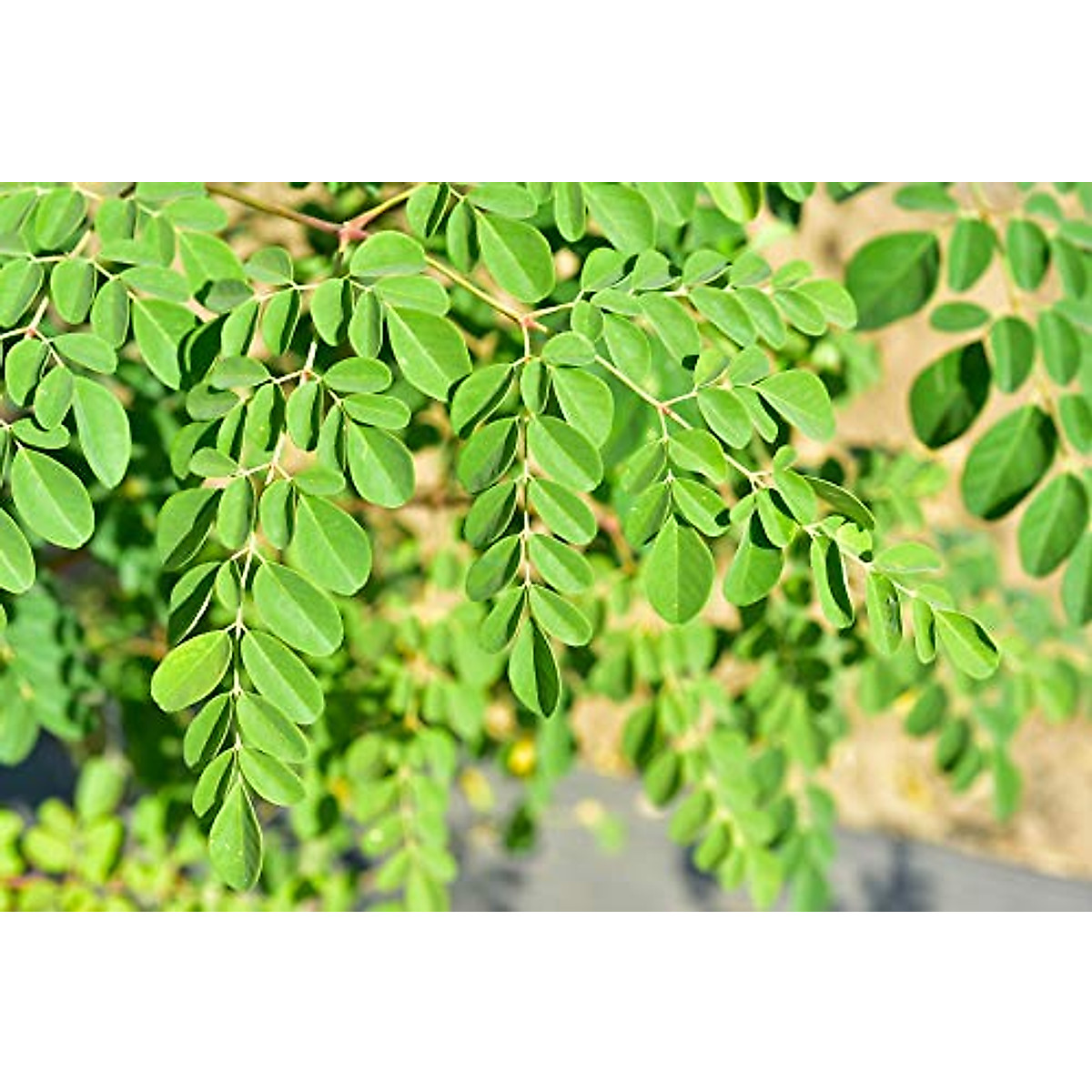 Dwarf Moringa Tree Seeds | 20+ Seeds to Grow | Highly Nutritious Leaves and Seeds, Edible and Tasty. Ships from Iowa, USA