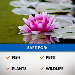CrystalClear Algae D-Solv Pond Algae Control, Fast-Acting EPA Registered Algaecide, Use in Fountains & Outdoor Ponds Containing Koi & Other Fish, Treats 5,760 Gallons, 16 Ounces