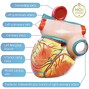 EVOTECH SCIENTIFIC Human Heart Model For Anatomy, 2 - Part Heart Models Anatomy Life Size Medical Heart Model for Classroom and Cardiology Study
