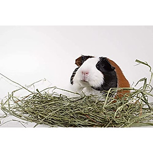 High Desert 2nd Cutting Timothy Grass Hay for Guinea Pigs, Rabbits, and More Small Animal Pets