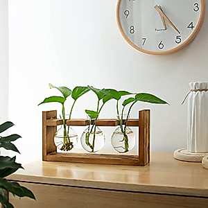 Ivolador Tabletop Propagation Station,Plants Terrarium Glass Bulb Terrarium with Retro Solid Wooden Stand for Hydroponics Plants Home Garden Wedding Décor (3 Bulbs)